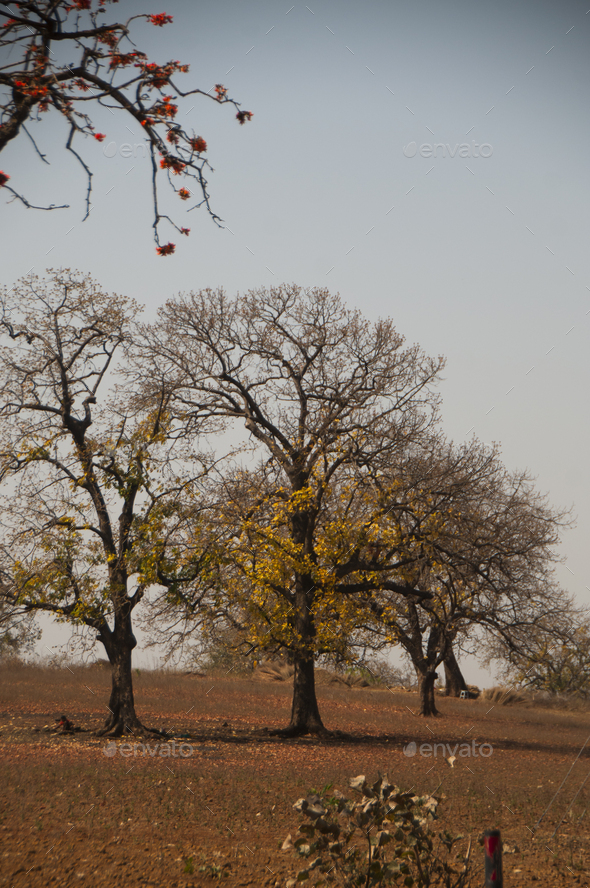 Mahua Madhuca longifolia Tree in the Forest Stock Photo by crshelare
