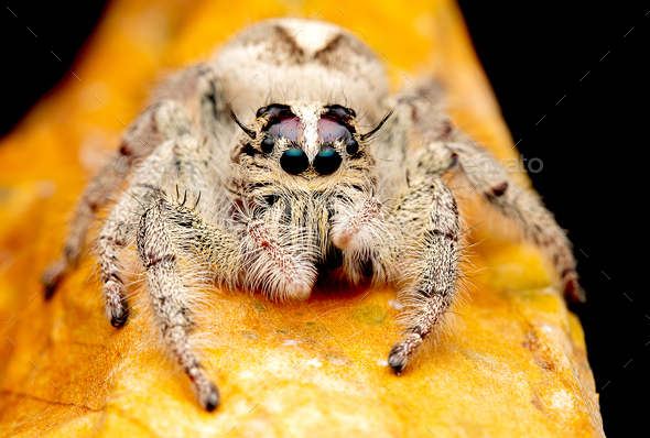 Wild female jumping spider with white and cream color look forward ...