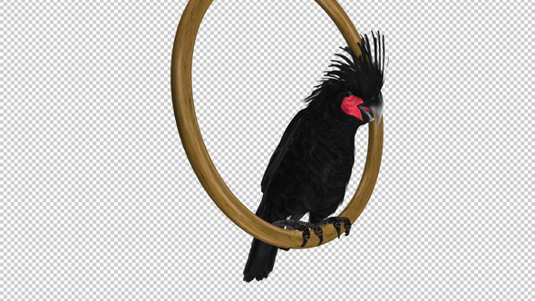 Talking Parrot - Black Cockatoo - Swinging Loop - Alpha Channel, Motion ...