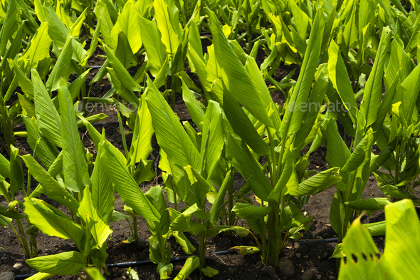 Turmeric plant field in India. Stock Photo by crshelare | PhotoDune