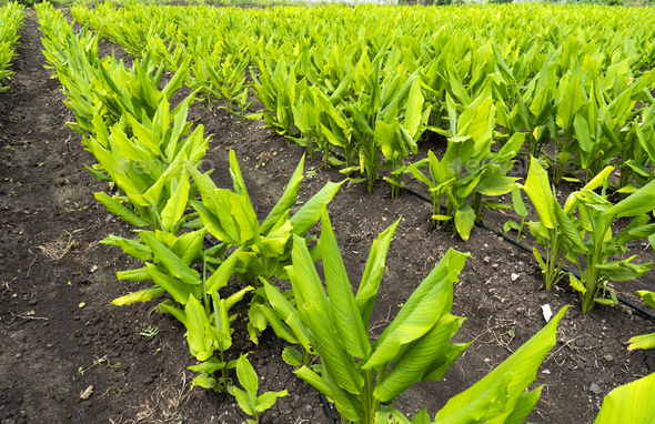 Turmeric plant field in India. Stock Photo by crshelare | PhotoDune