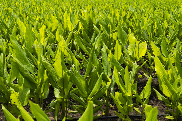 Turmeric plant field in India. Stock Photo by crshelare | PhotoDune