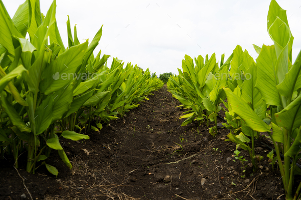 Turmeric plant field in India. Stock Photo by crshelare | PhotoDune