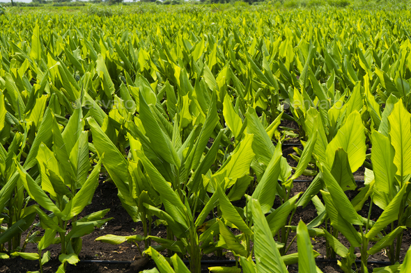 Turmeric plant field in India. Stock Photo by crshelare | PhotoDune