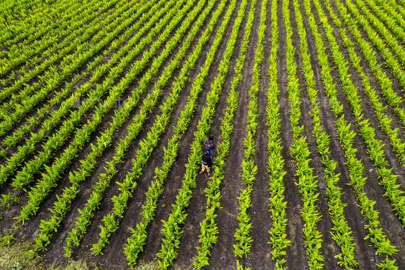 Aerial view of Indian turmeric field Stock Photo by crshelare | PhotoDune