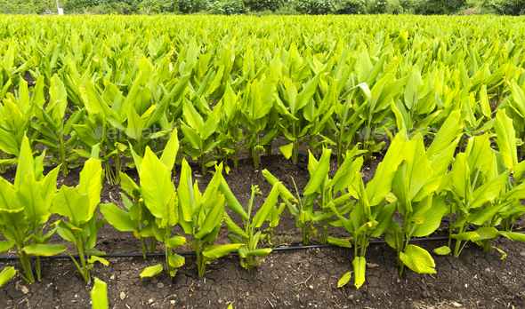 Turmeric plant field in India. Stock Photo by crshelare | PhotoDune