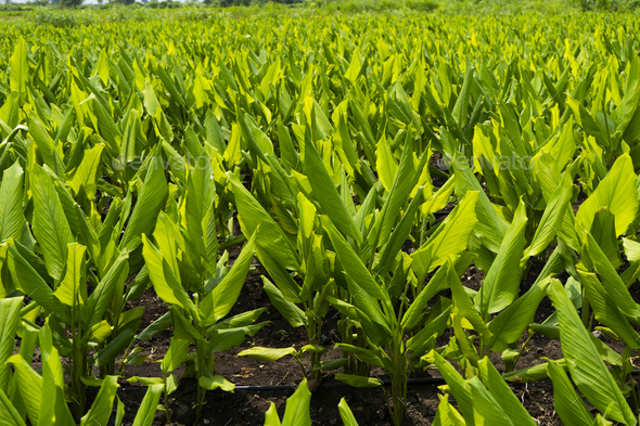 Turmeric plant field in India. Stock Photo by crshelare | PhotoDune