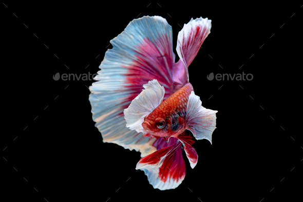 Colorful with main color of red and pink betta fish, Siamese fighting ...