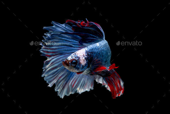 Colorful with main color of blue red and white betta fish, Siamese ...