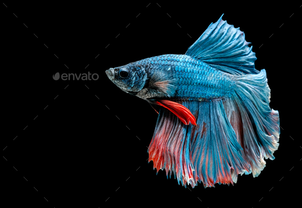 Colorful with main color of blue betta fish, Siamese fighting fish ...