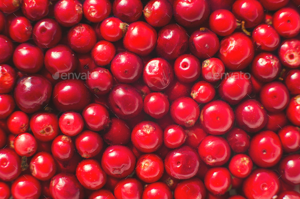 many berries of red lingonberry. lingonberry background. lingonberry ...