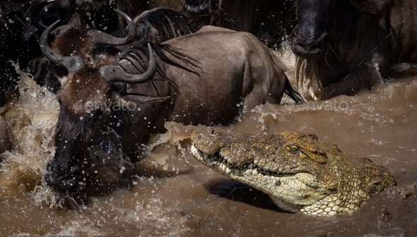 Crocodile Chasing Wildebeest in Africa Stock Photo by ...