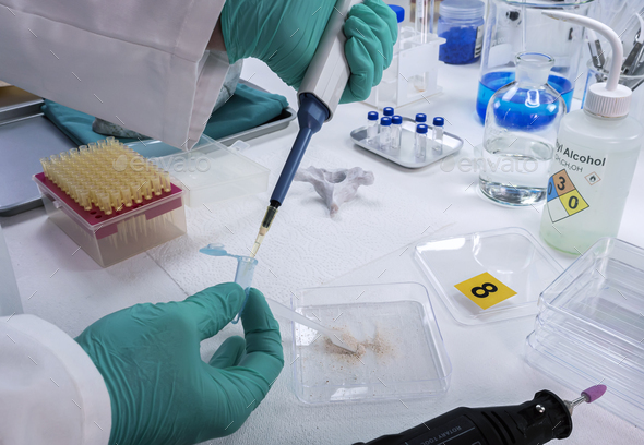 Forensic scientist deposits vertebral bone sample from human skeleton ...