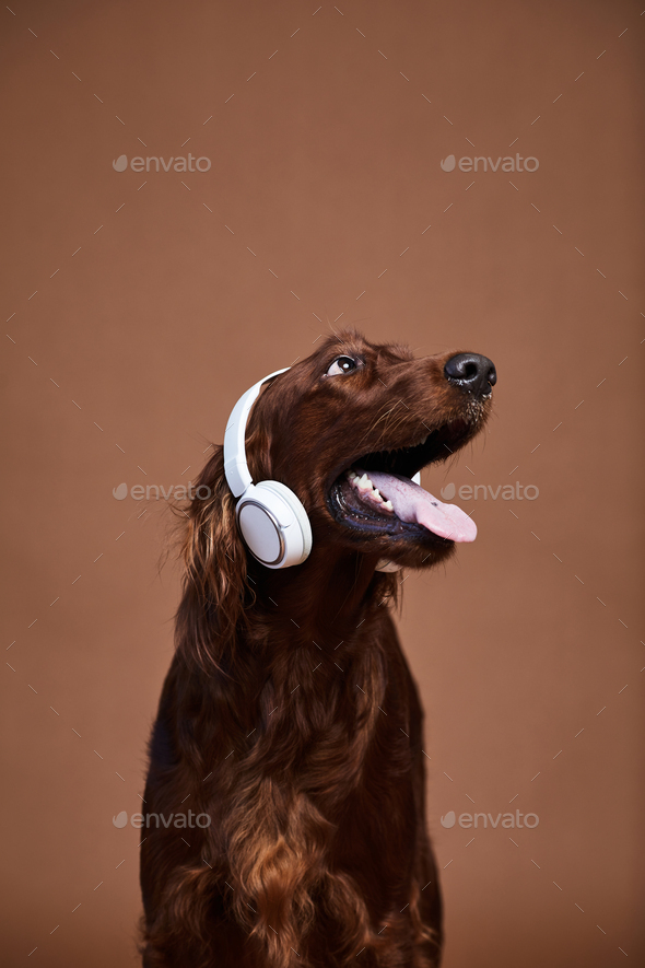 Dog Wearing Headphones Stock Photo by seventyfourimages | PhotoDune