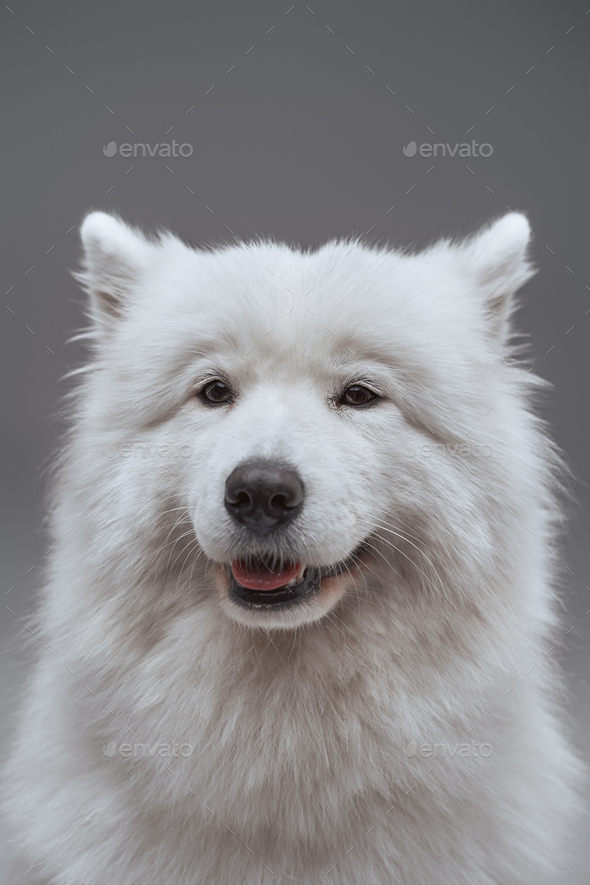 Pedigreed russian dog with fluffy fur isolated on gray Stock Photo by ...