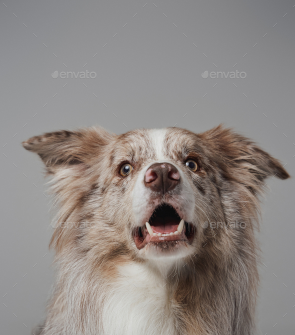 Beige border collie dog with fluffy fur against grey background Stock ...