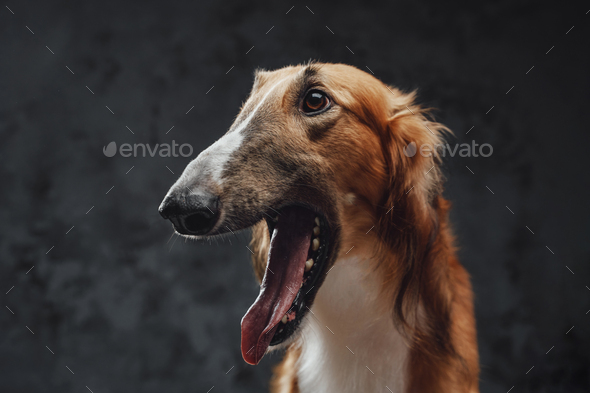 Persian greyhound dog with fluffy fur against dark background Stock ...