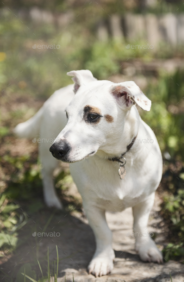 White dog breed Jack Russell Terrier Stock Photo by Olena_Rudo | PhotoDune