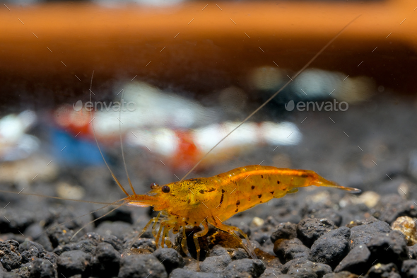 Orange tiger shrimp look for food in aquatic soil. Tangerine Tiger ...