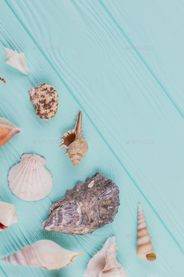 Colorful sea shells on blue background with copy space. Stock Photo by ...