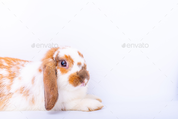 Little cute white and brown bunny rabbit stay on white background with ...