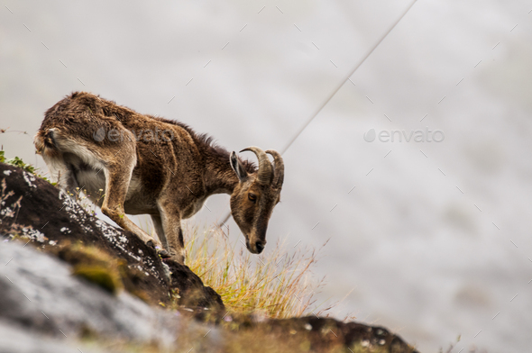 Wild goat Nilgiri Tahr in forest, Munnar, Kerala, India. Stock Photo by ...