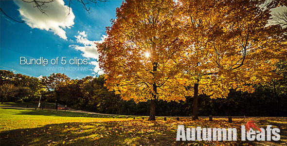 Autumn Leafs Bundle, Stock Footage | VideoHive