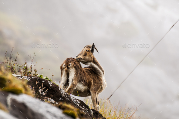 Wild goat Nilgiri Tahr in forest, Munnar, Kerala, India. Stock Photo by ...