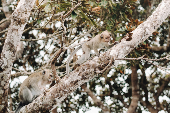 A wild live monkey sits on a tree on the island of Mauritius.Monkeys in ...