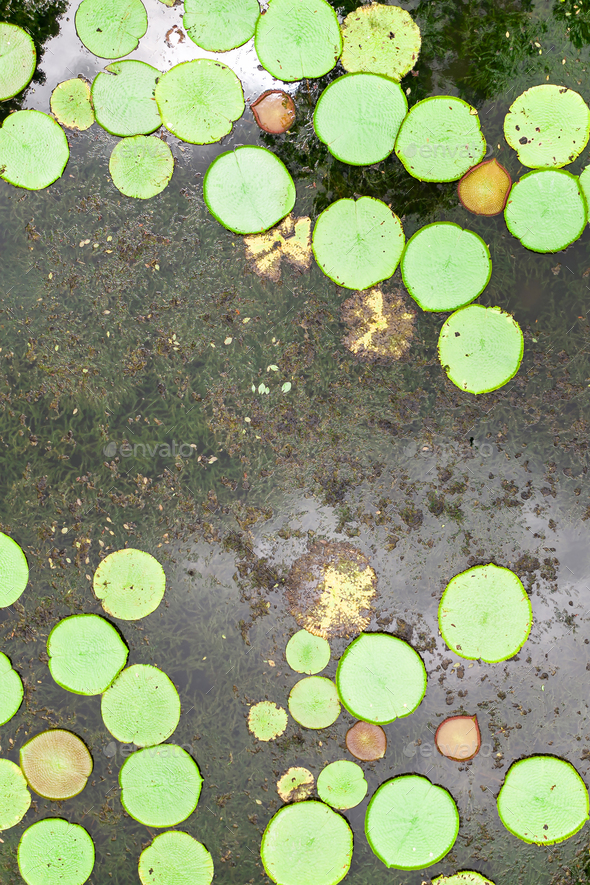 Top view of the lily pond on the island of Mauritius.Botanical Garden ...