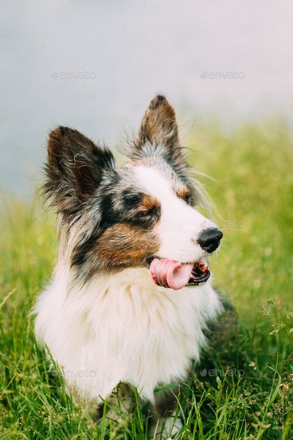 Funny Blue Merle Cardigan Welsh Corgi Dog Sitting In Green Summer Grass ...