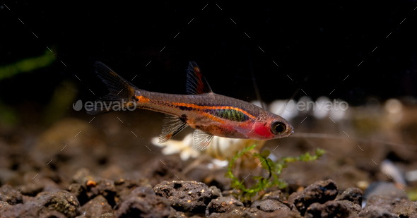 Red Least rasbora or Exclamation-point rasbora which is one type of ...