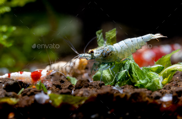 Blue bolt dwarf shrimp eat food near vegetable leaf and other shrimp as ...