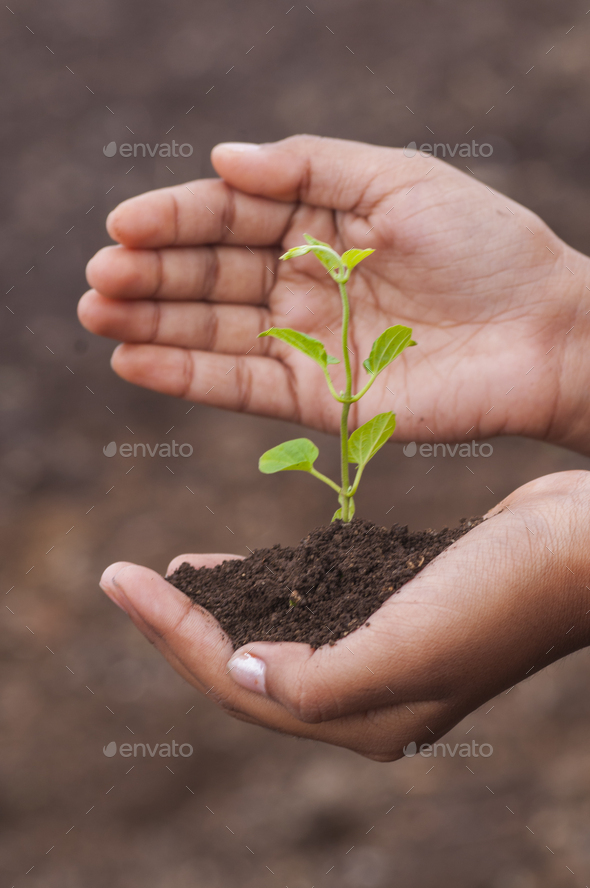 Hands planting organic plant seedling ground Stock Photo by crshelare
