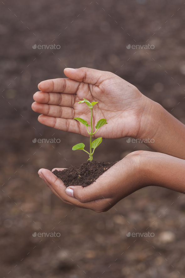 Hands planting organic plant seedling ground Stock Photo by crshelare