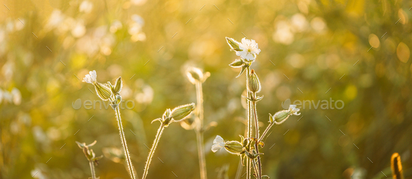 Silene Latifolia Subsp. Alba. Formerly Melandrium Album. White Campion ...