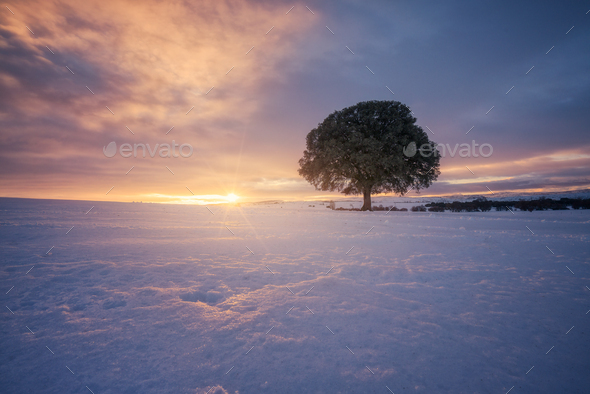 snow against sunset sky with lone tree Stock Photo by ADDICTIVE_STOCK