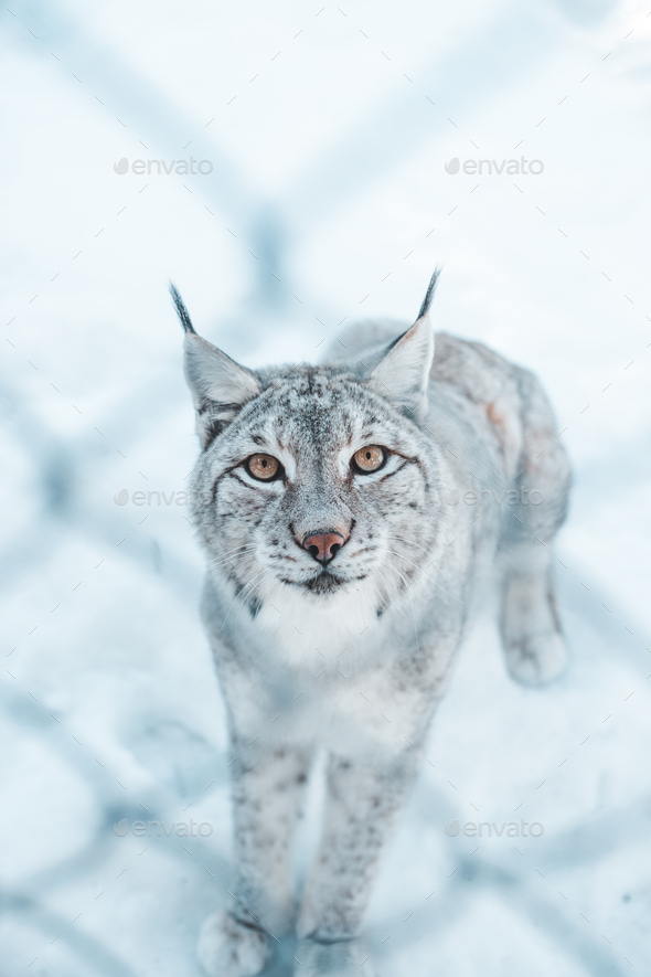 Lynx on snow field behind a grid Stock Photo by ADDICTIVE_STOCK | PhotoDune