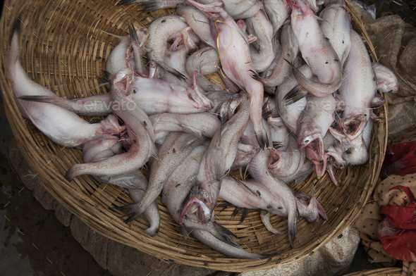 Fresh fish and seafood. Healthy eating. Stock Photo by crshelare ...