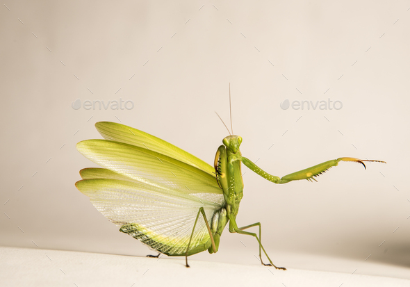 Praying Mantis Insect in action. Stock Photo by crshelare | PhotoDune