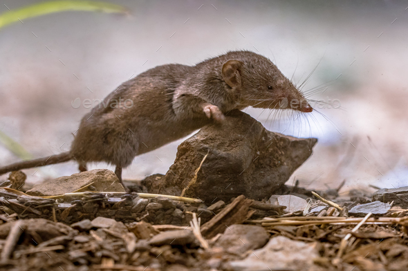 Lesser white toothed shrew in natural habitat Stock Photo by ...