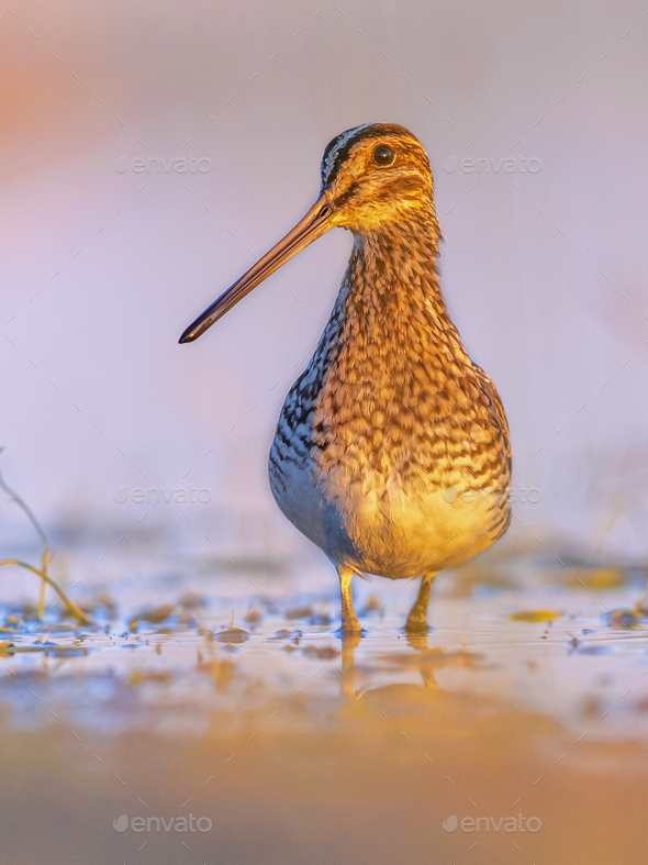 Common snipe in Wetland bright background Stock Photo by CreativeNature_nl
