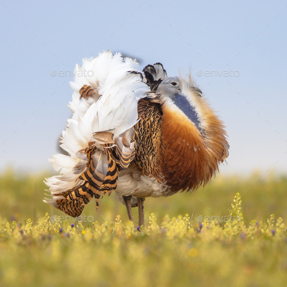 Great Bustard Display in Grassland Stock Photo by CreativeNature_nl