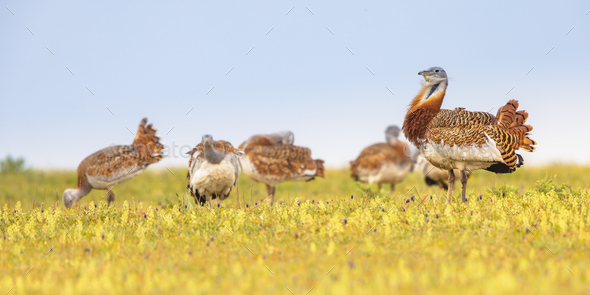 Great Bustard Display in Grassland Stock Photo by CreativeNature_nl