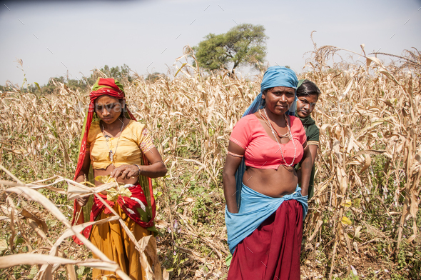 Indigenous woman harvest corn in corn field, India. Stock Photo by ...