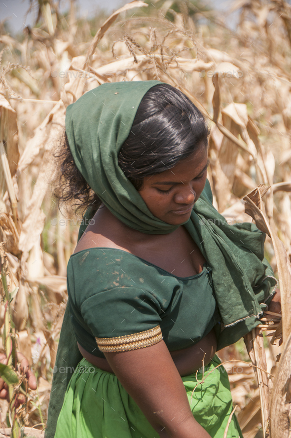 Indigenous woman harvest corn in corn field, India. Stock Photo by ...