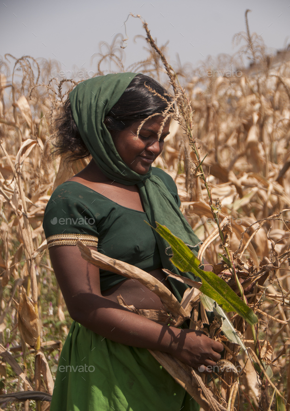 Indigenous woman harvest corn in corn field, India. Stock Photo by ...