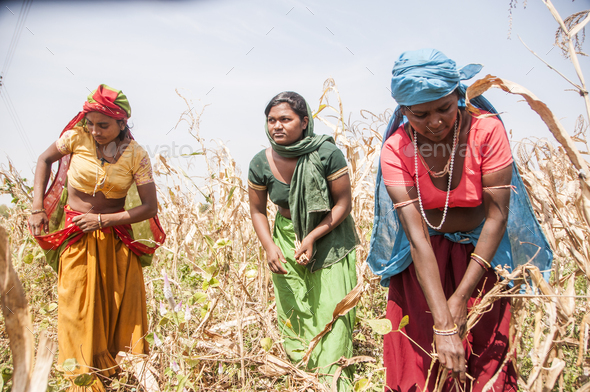 Indigenous woman harvest corn in corn field, India. Stock Photo by ...