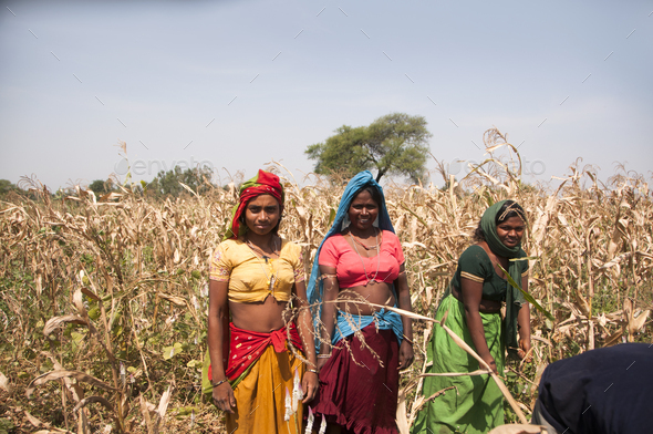 Indigenous woman harvest corn in corn field, India. Stock Photo by ...