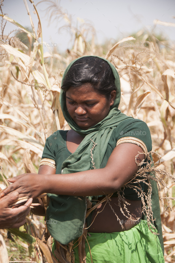 Indigenous woman harvest corn in corn field, India. Stock Photo by ...